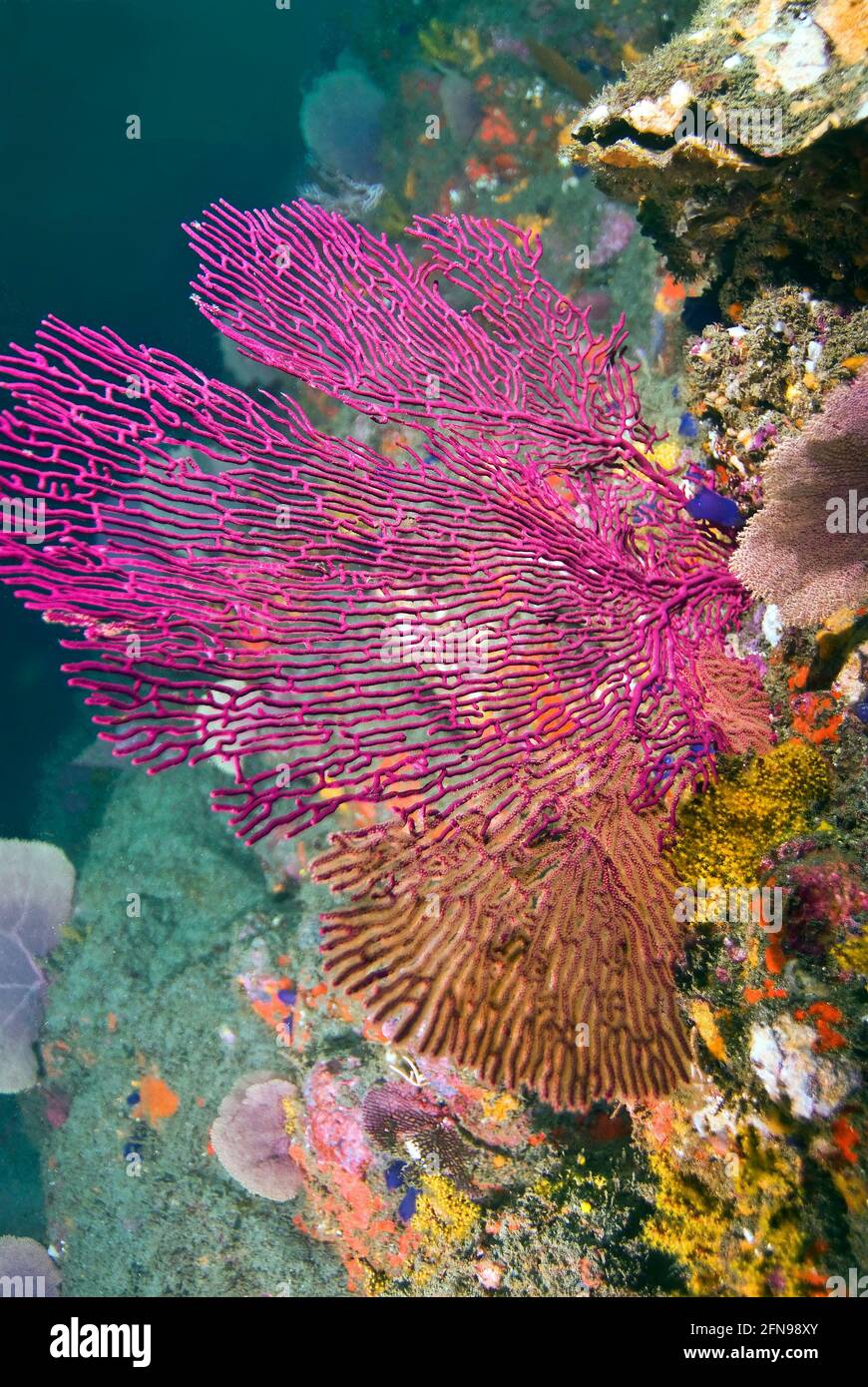 Red Sea fan, zigzag clam on coral and sponge-covered wall, Solomon ...