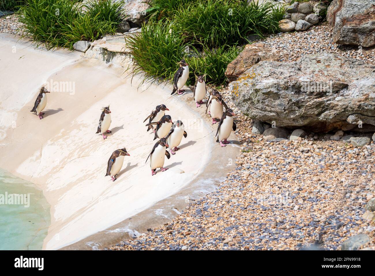 Pingu the penguin hi-res stock photography and images - Alamy