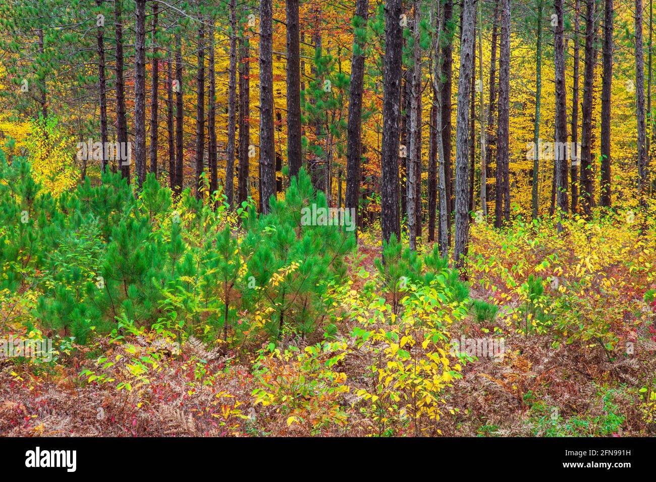 Red Pine Plantation with a hardwood understory in the Delaware State ...