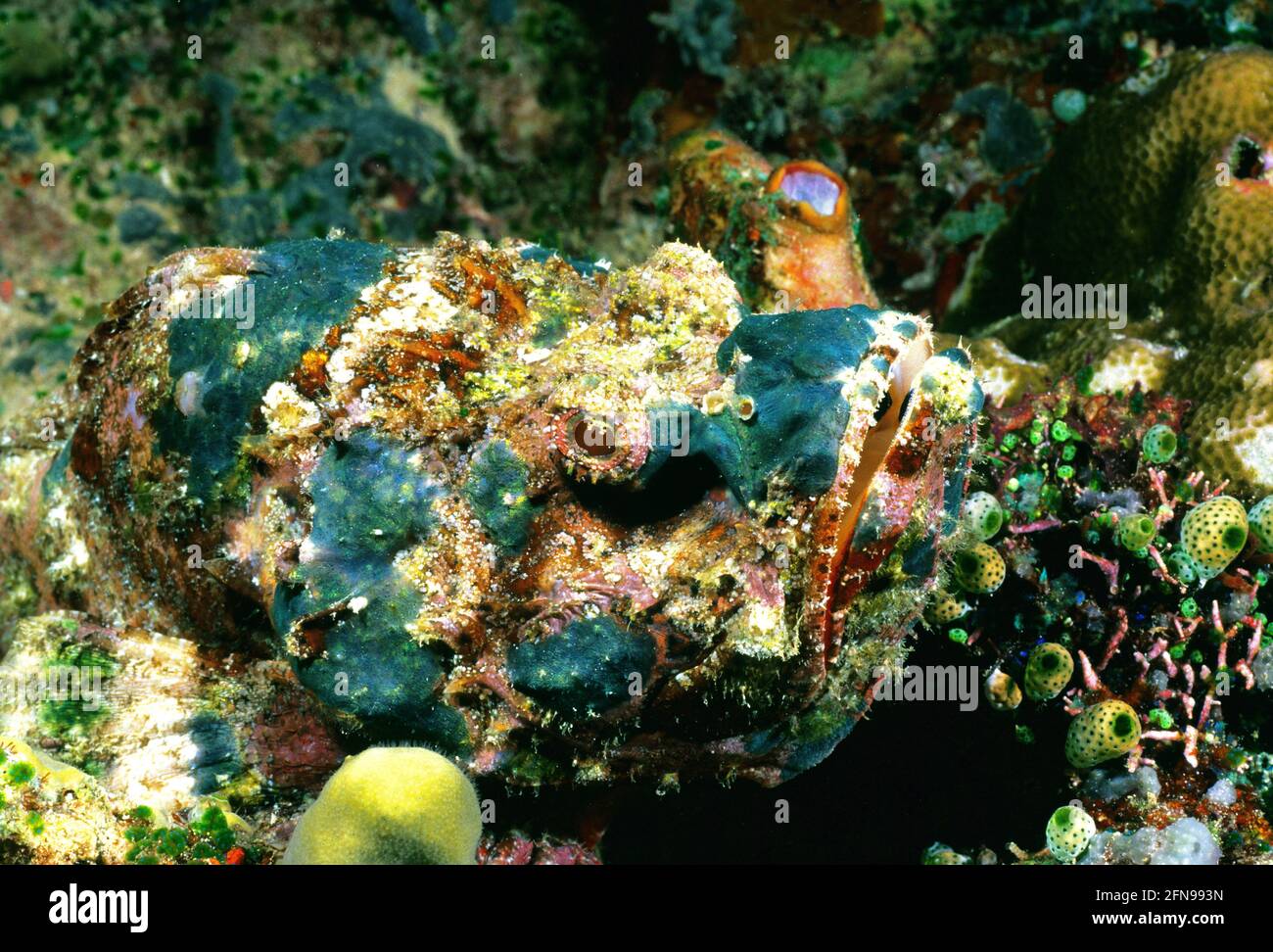 Solomon Islands Fish High Resolution Stock Photography and Images - Alamy