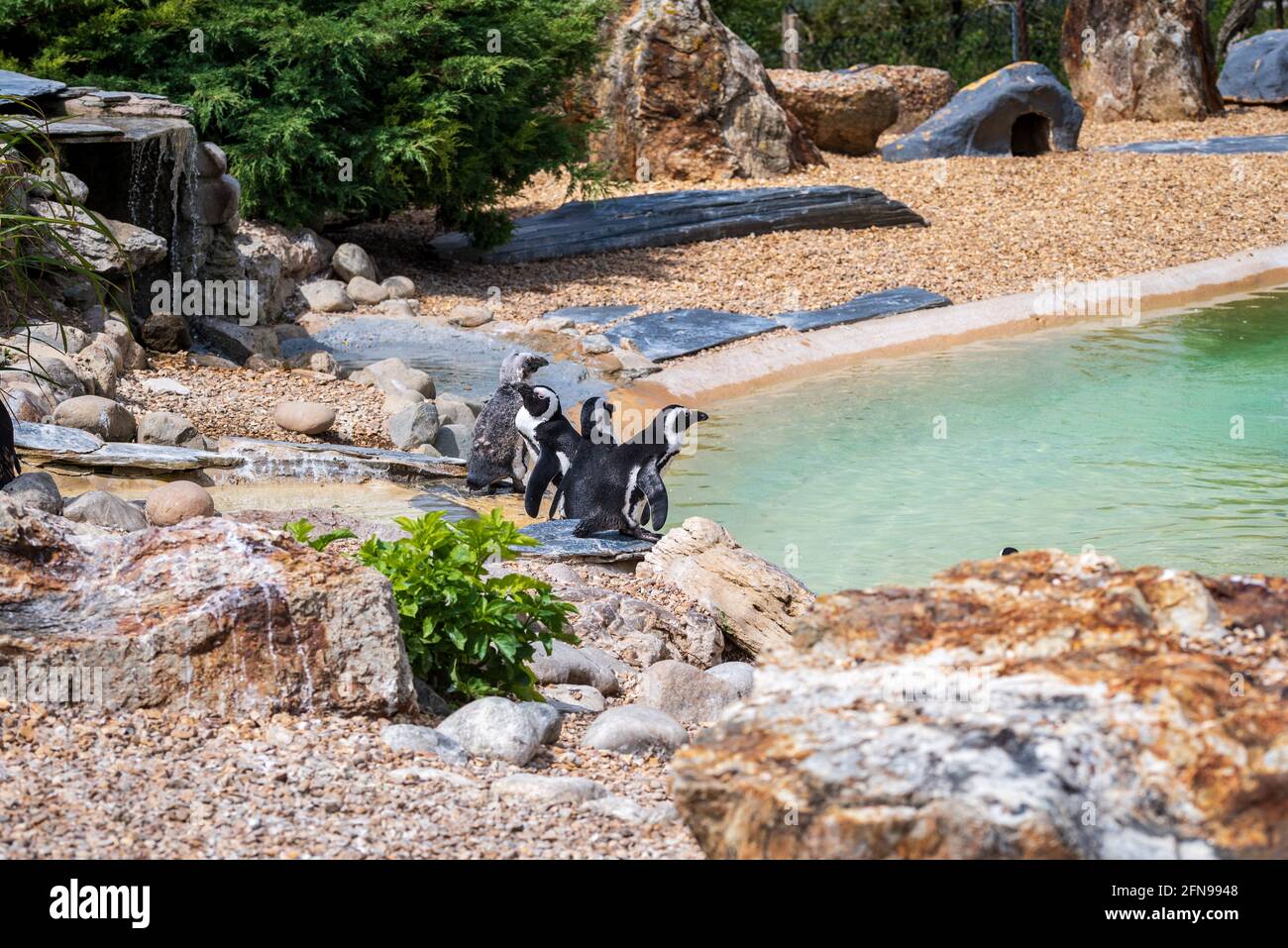 Penguins in zoo enclosure waddling, walking and swimming Stock Photo ...