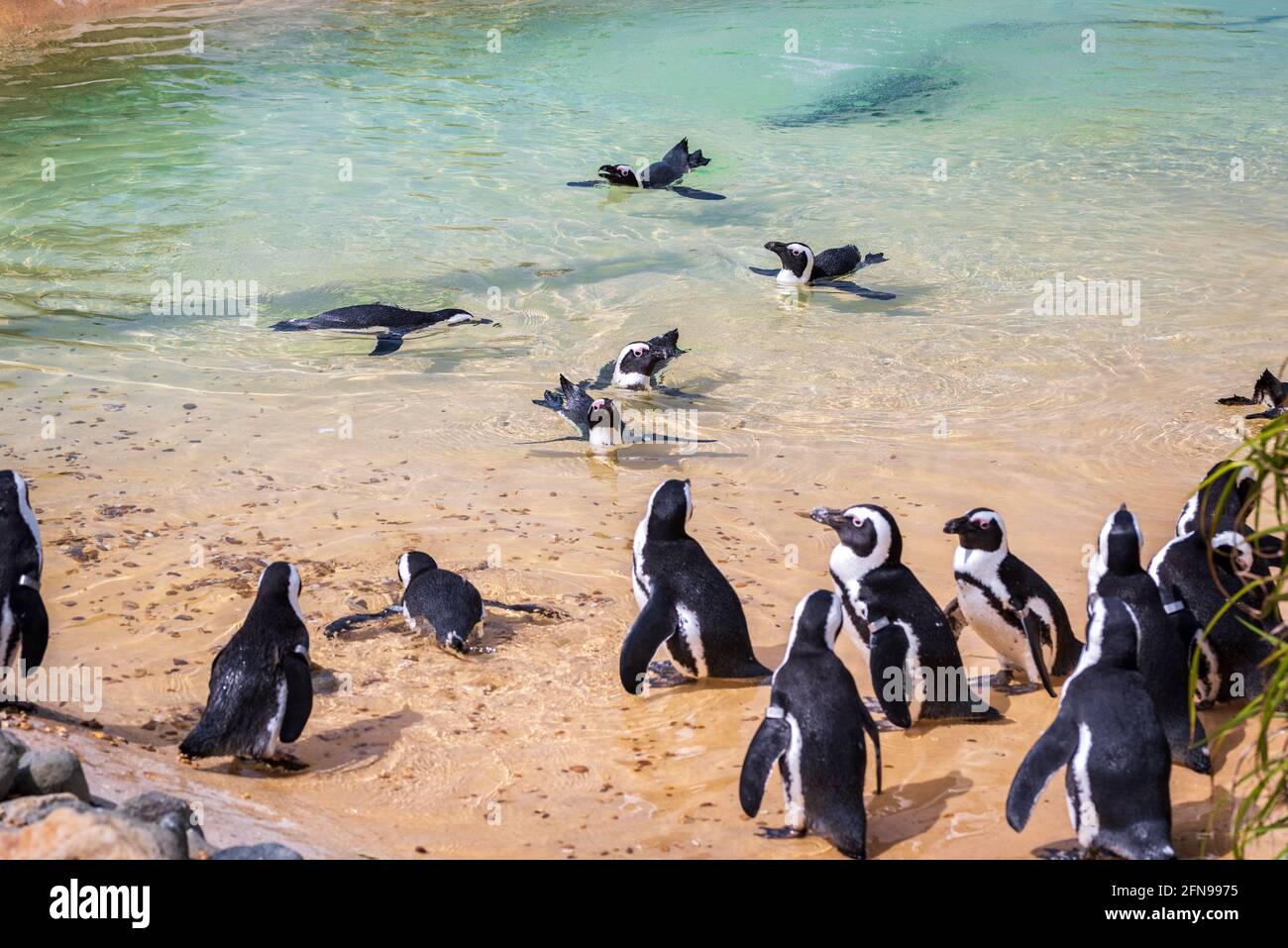Penguins in zoo enclosure waddling, walking and swimming Stock Photo ...