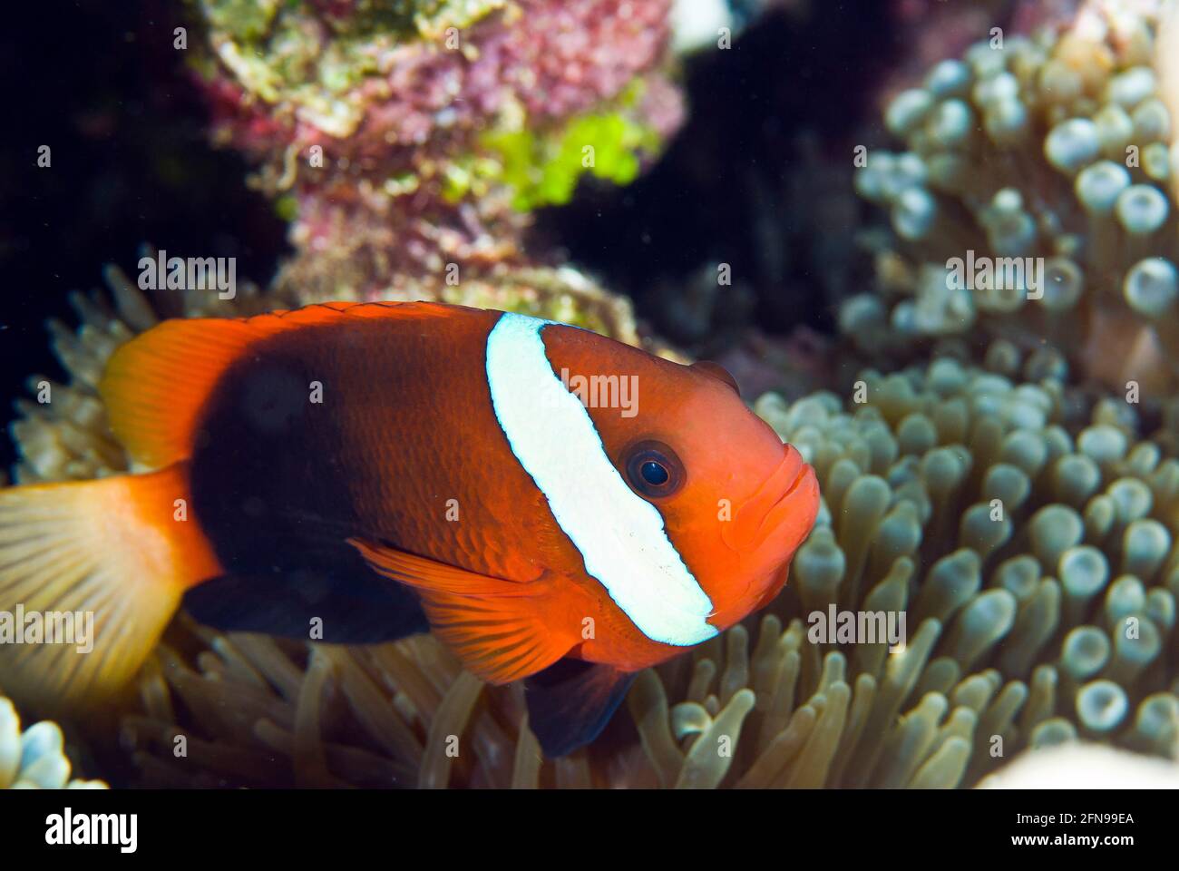 Orange-finned anemonefish (Amphiprion chrysopterus), Solomon Islands ...