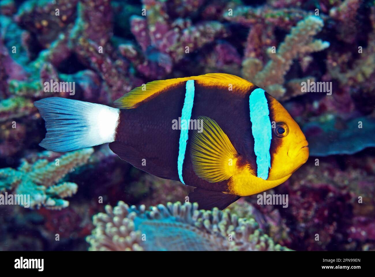 Clark's anemonefish (Amphiprion clarkii), Solomon Islands Stock Photo ...