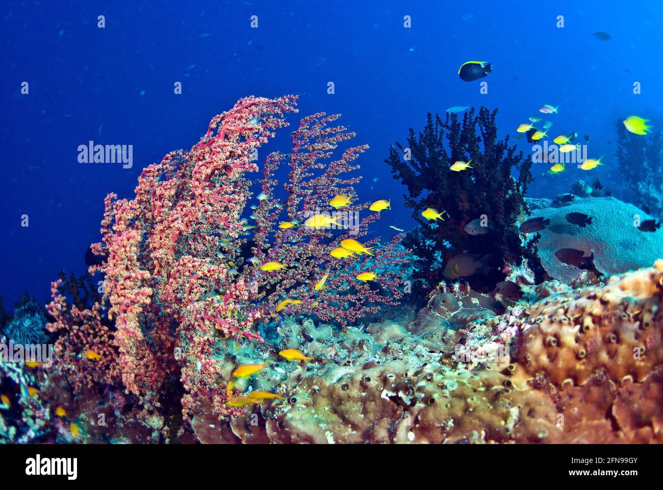 Current solomon islands hi-res stock photography and images - Alamy
