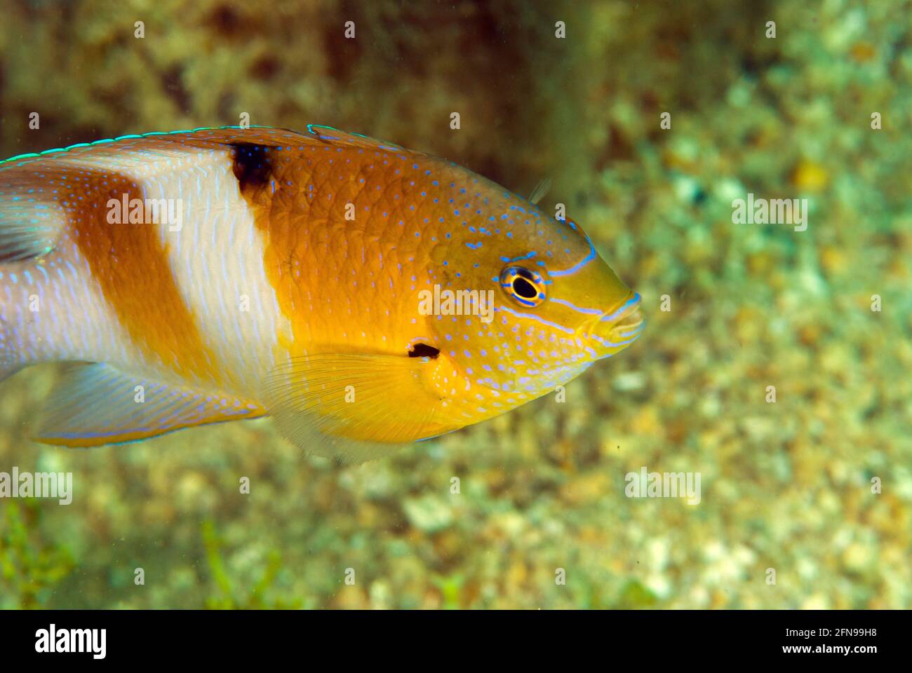 Honeyhead damsel (Dischistodus prosopotaenia), Solomon Islands Stock ...