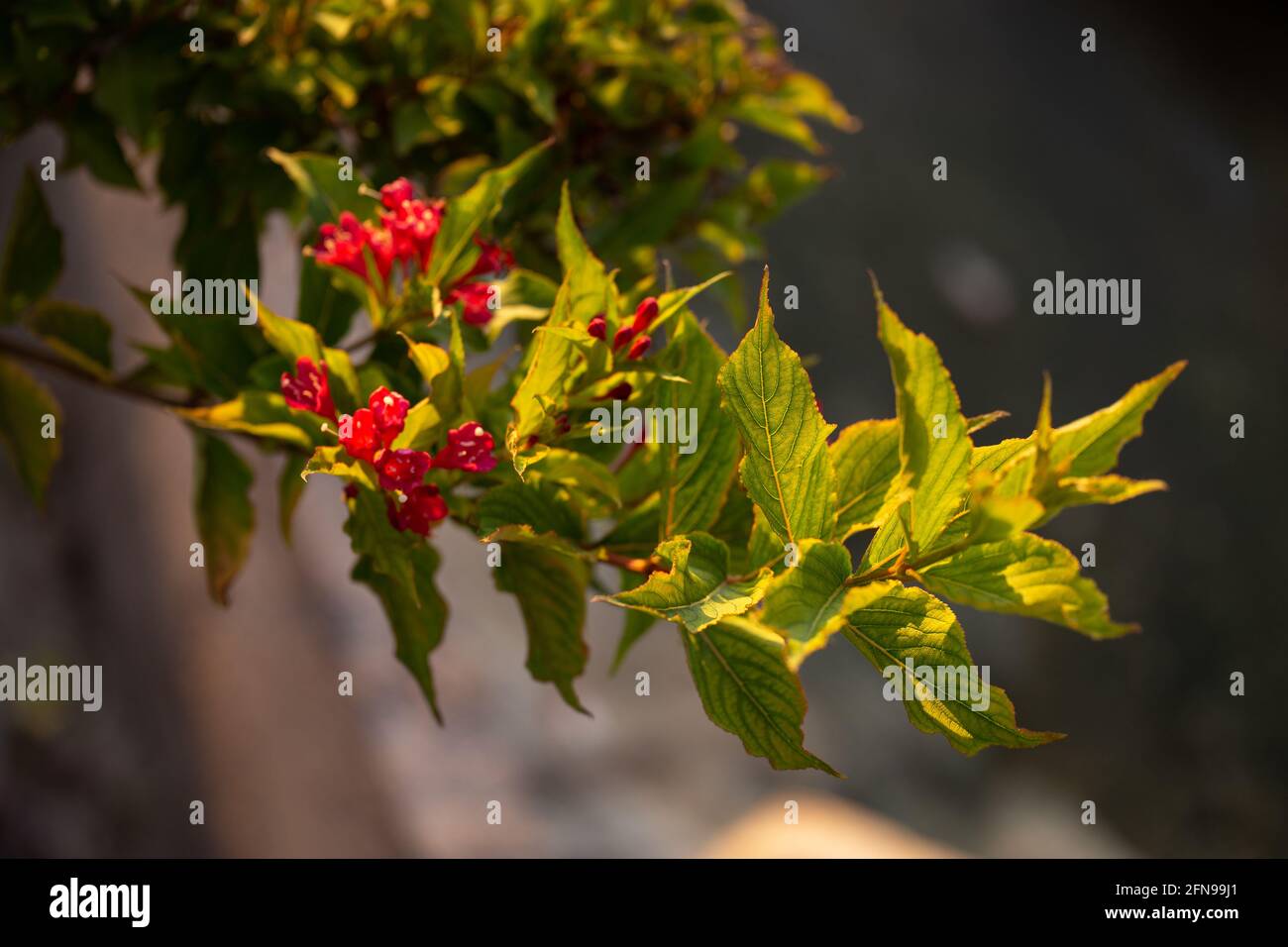 tree branch. parting on a summer day Stock Photo - Alamy