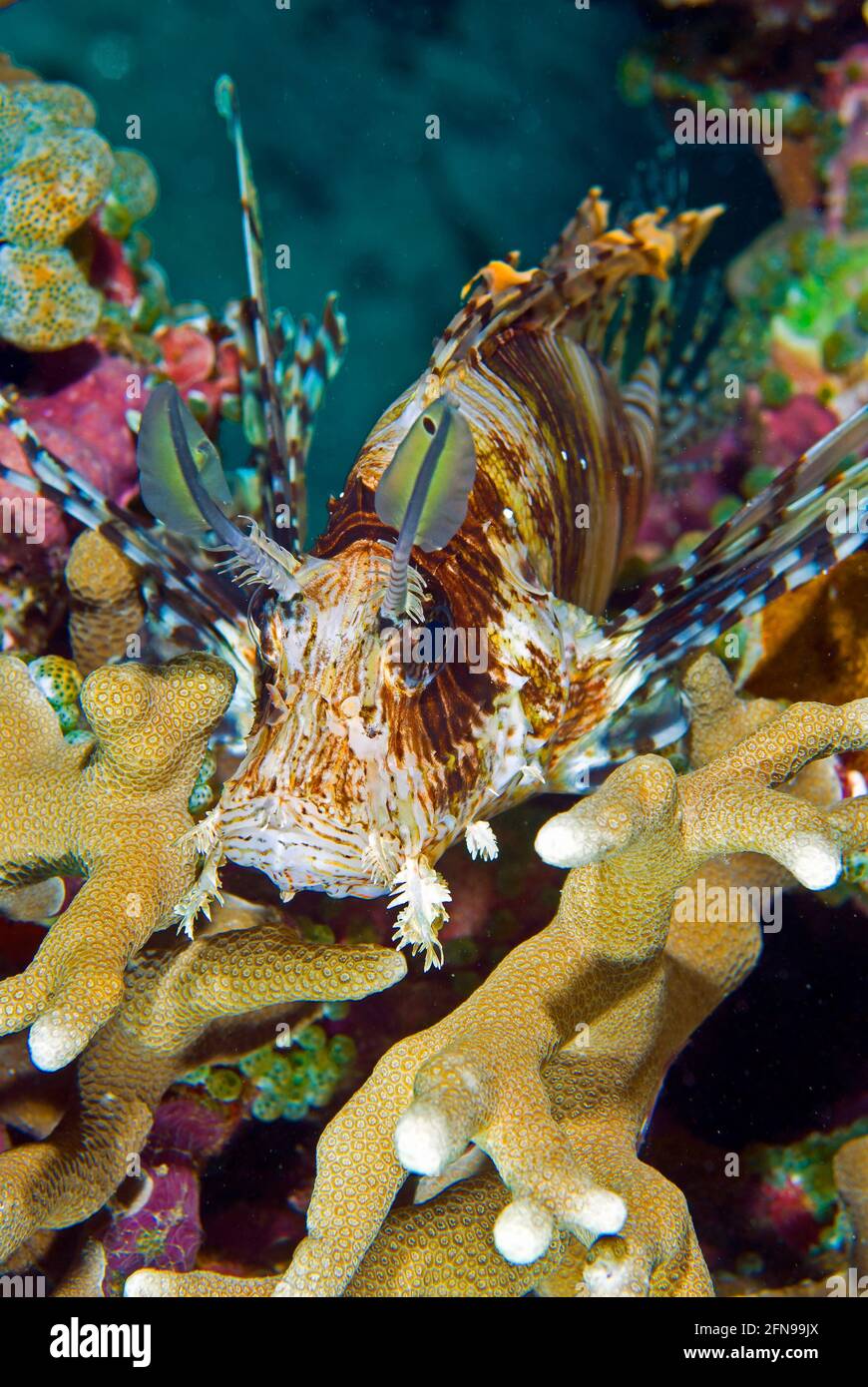 Solomon fish hi-res stock photography and images - Alamy
