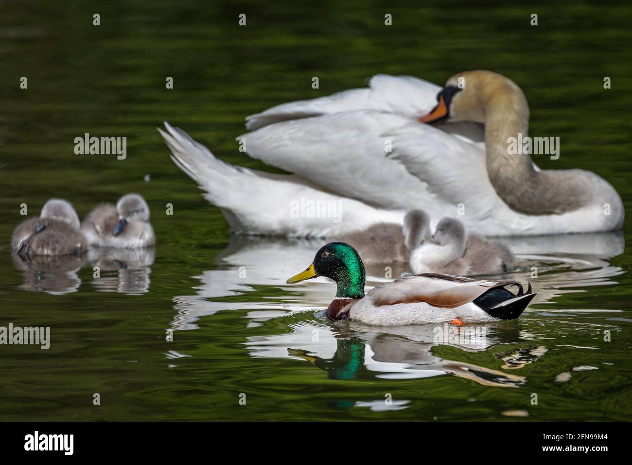 Iridescence animals hi-res stock photography and images - Alamy