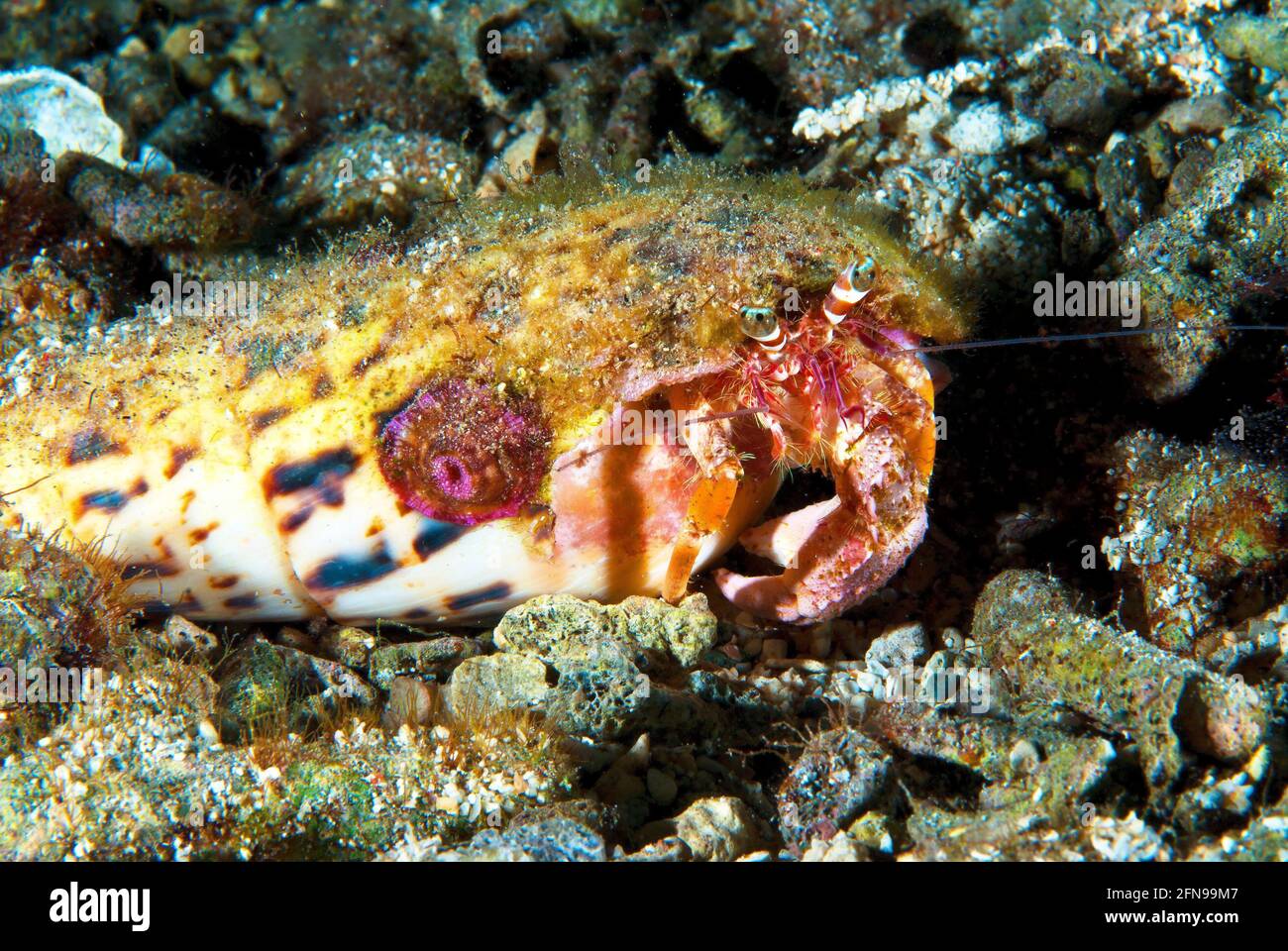 Cone shell hi-res stock photography and images - Alamy
