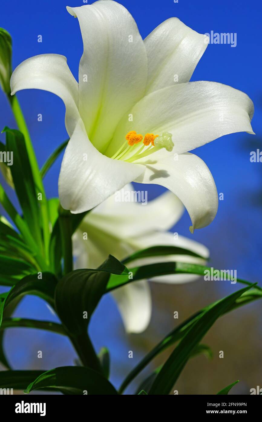 Fragrant white and yellow trumpet flowers of Easter Lily flowers ...