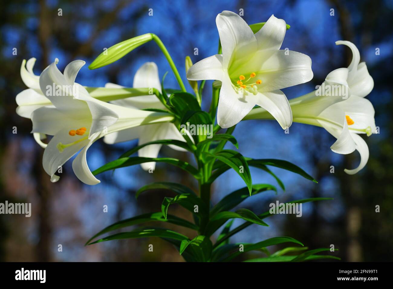 Fragrant white and yellow trumpet flowers of Easter Lily flowers ...