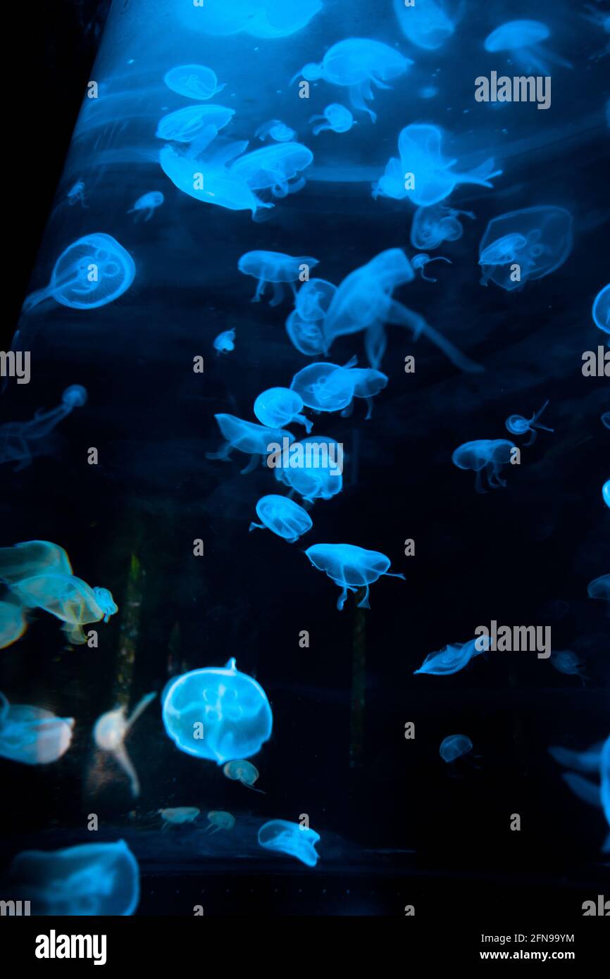 Stingray wing hi-res stock photography and images - Alamy