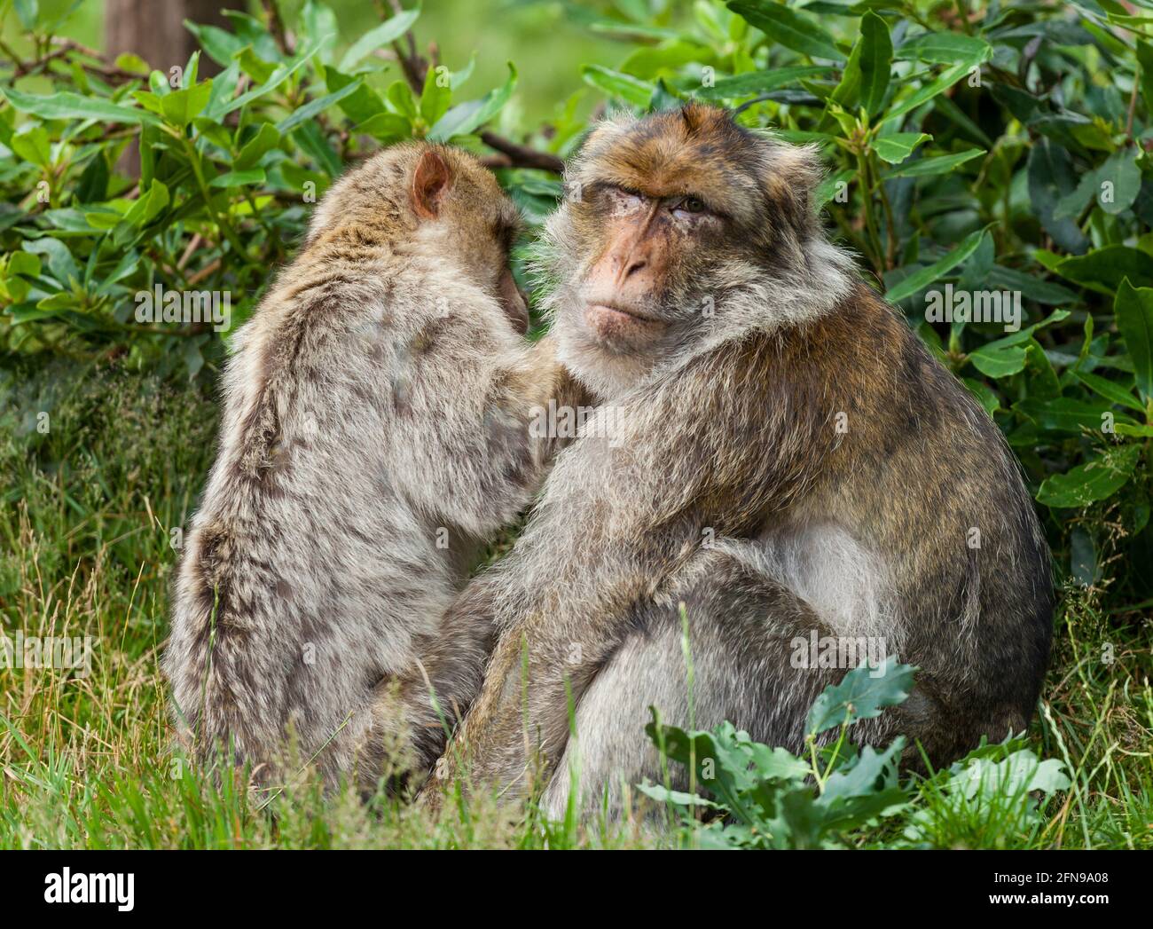 Barbary Macaque Monkey's Stock Photo - Alamy