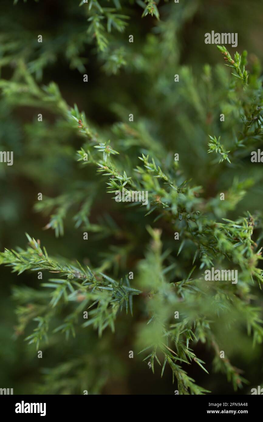Parting plant hi-res stock photography and images - Alamy