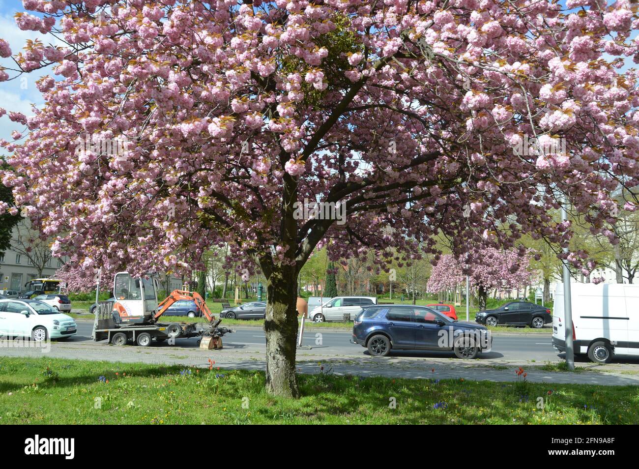 May 2021 - Cherry blossoms at Grazer Platz in Berlin, Germany Stock ...