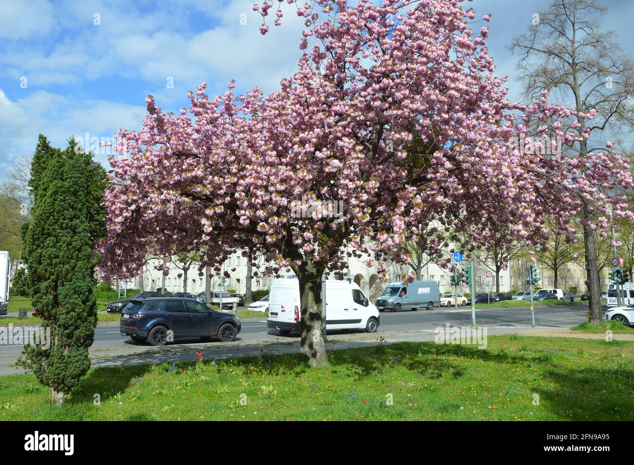 May 2021 - Cherry blossoms at Grazer Platz in Berlin, Germany Stock ...