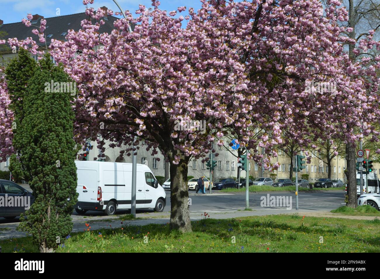 May 2021 - Cherry blossoms at Grazer Platz in Berlin, Germany Stock ...