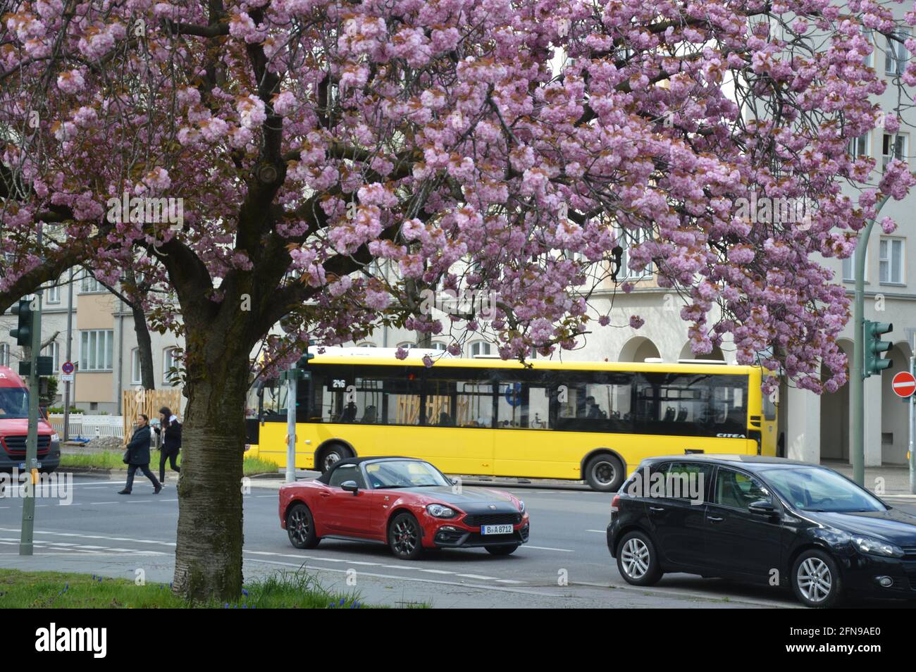 May 2021 - Cherry blossoms at Grazer Platz in Berlin, Germany Stock ...
