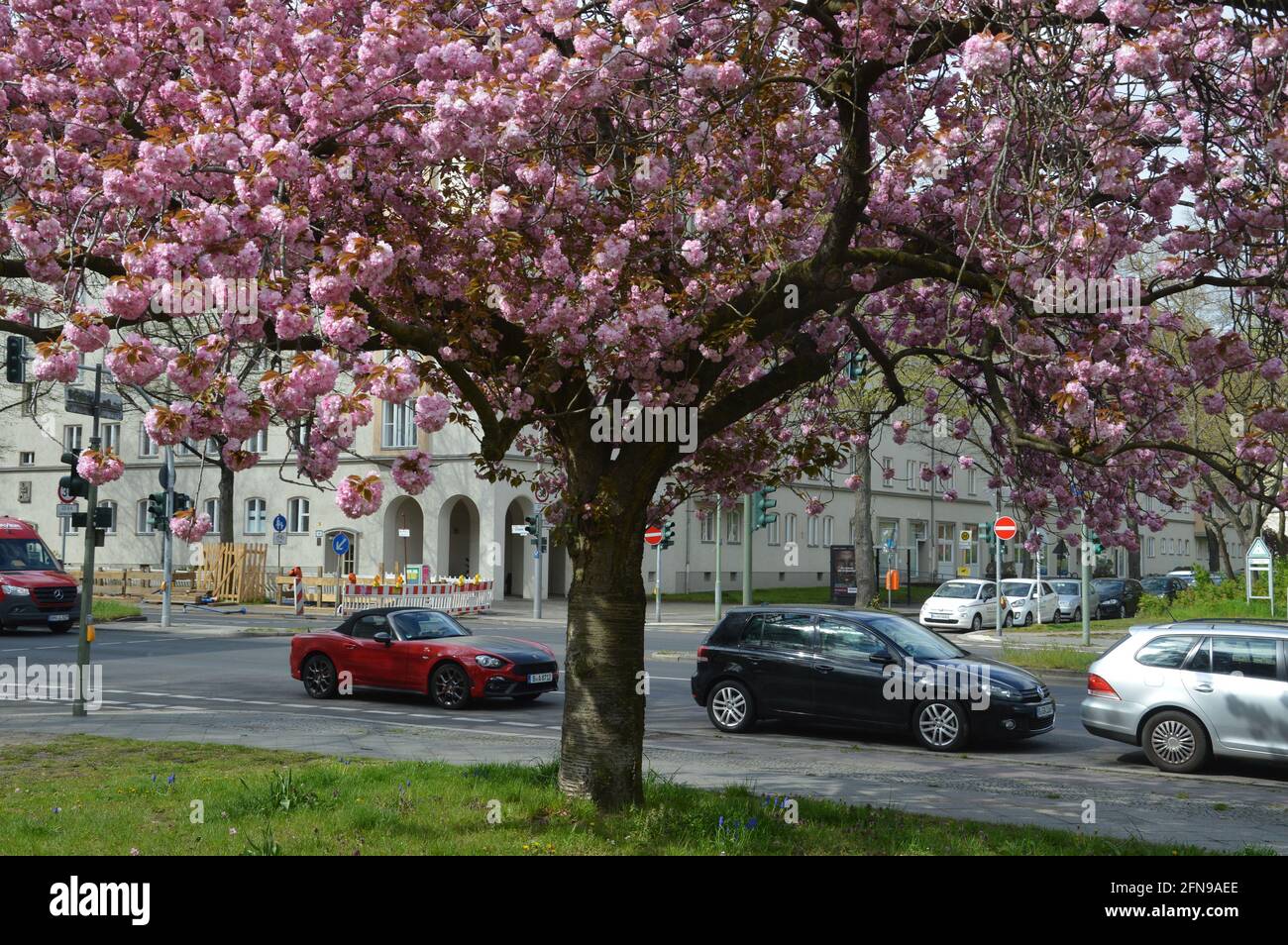 May 2021 - Cherry blossoms at Grazer Platz in Berlin, Germany Stock ...