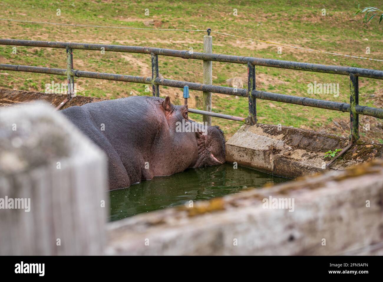 Large animal enclosure zoo hi-res stock photography and images - Alamy