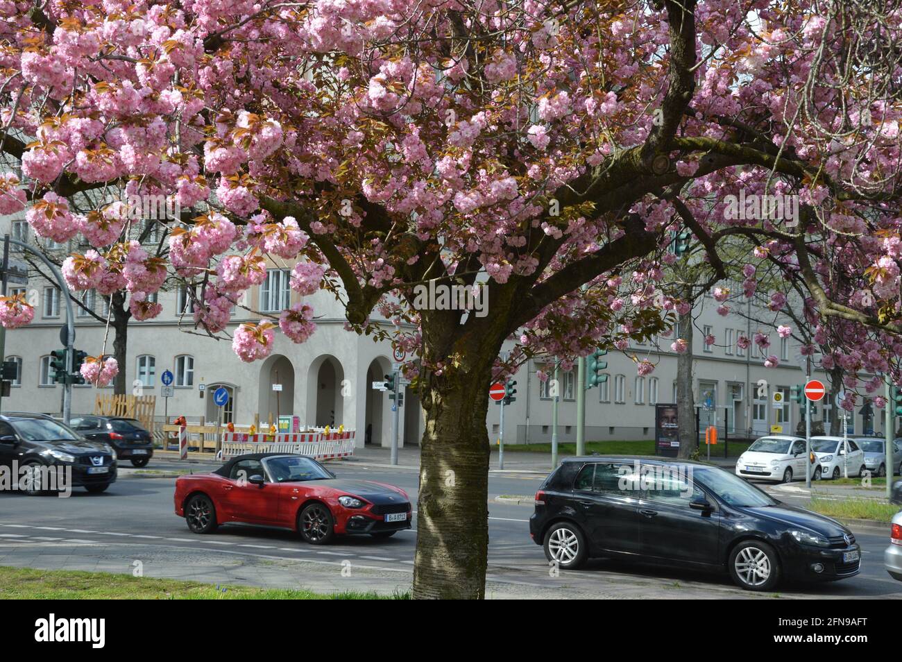 May 2021 - Cherry blossoms at Grazer Platz in Berlin, Germany Stock ...