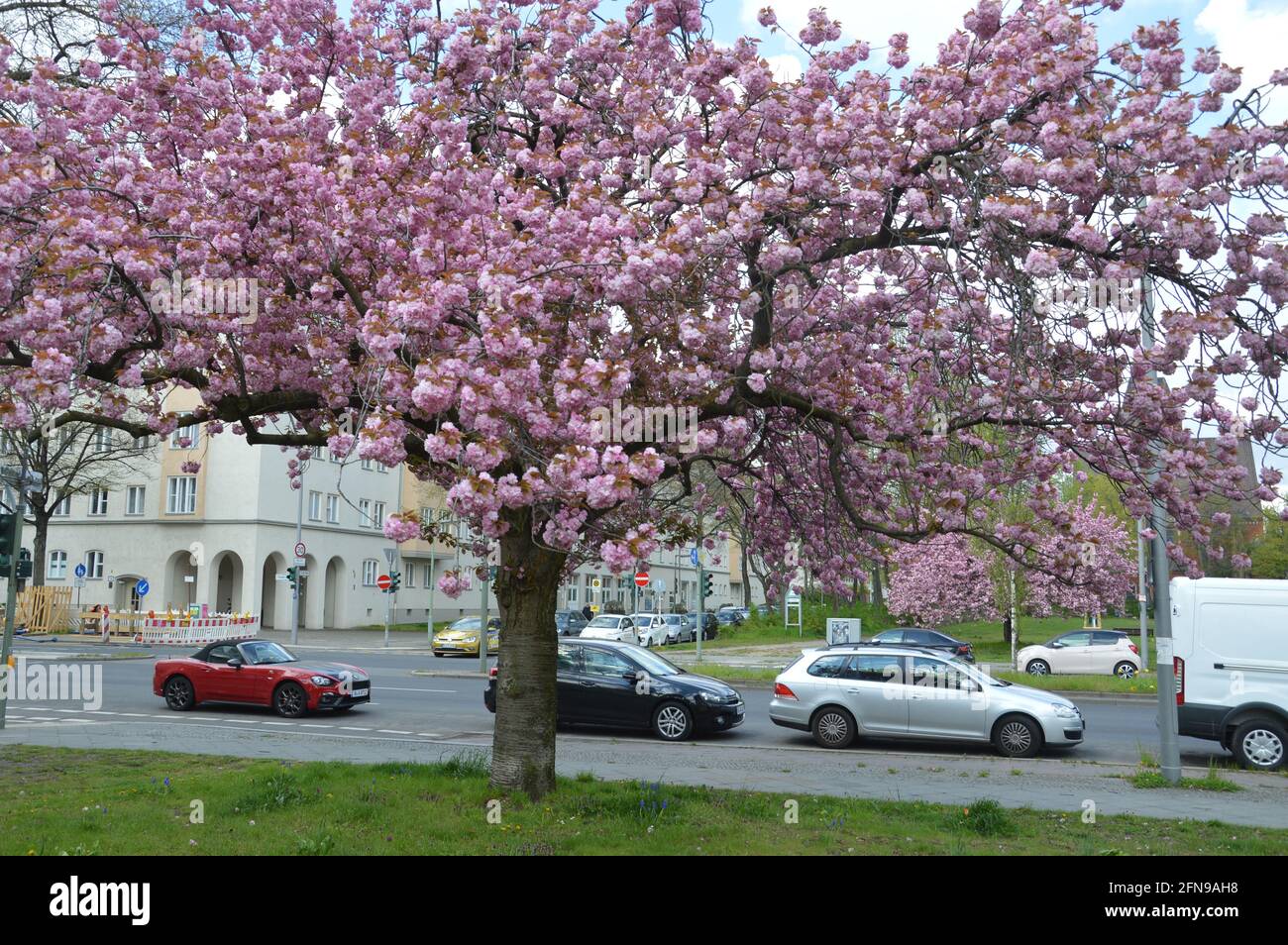 May 2021 - Cherry blossoms at Grazer Platz in Berlin, Germany Stock ...