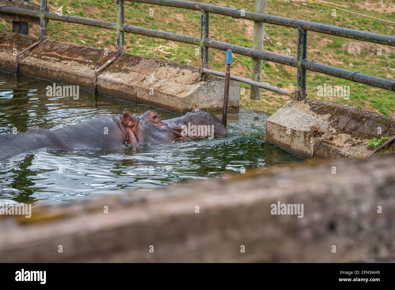 Hippopotamus in water within zoo enclosure Stock Photo - Alamy