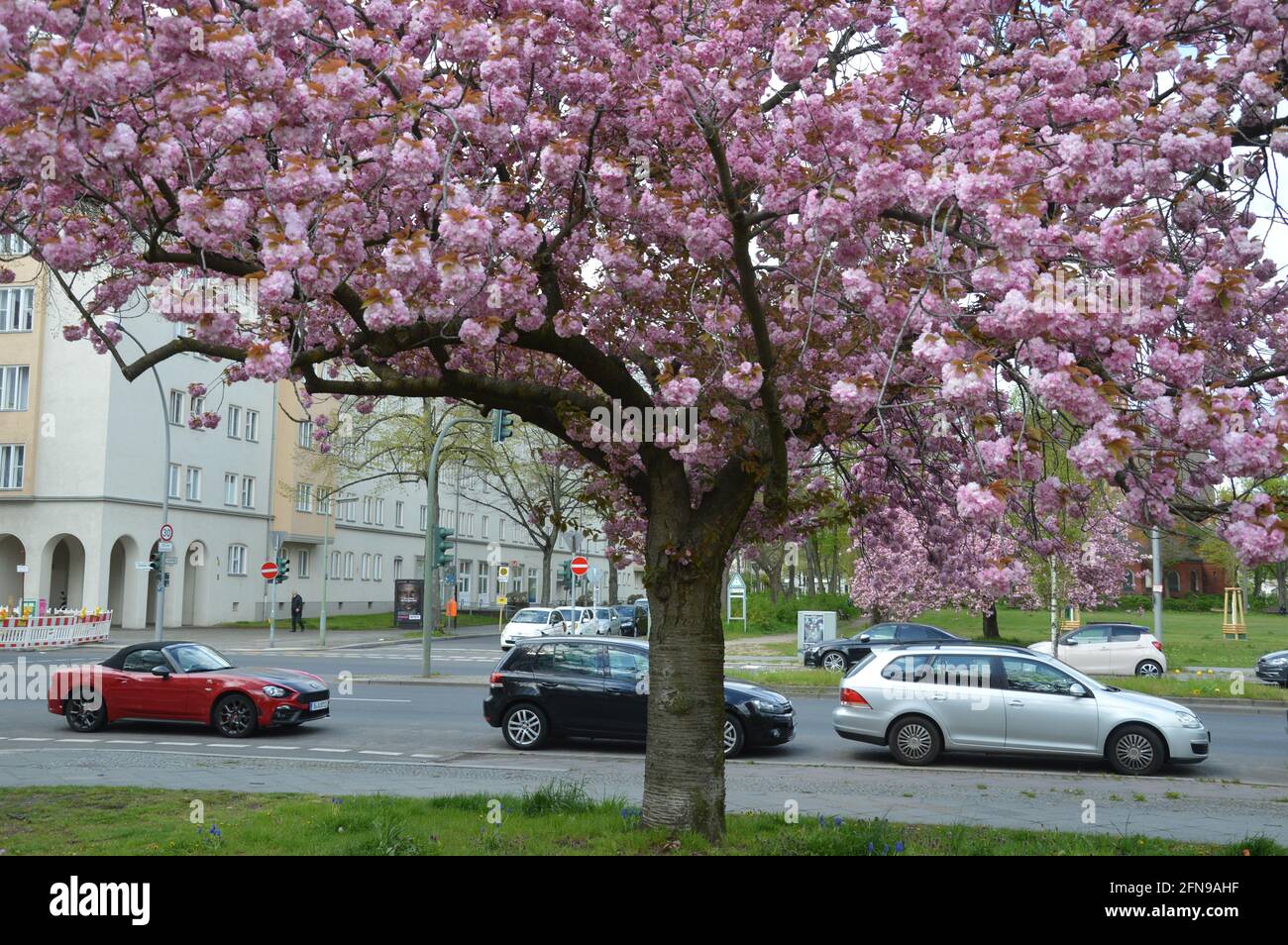 May 2021 - Cherry blossoms at Grazer Platz in Berlin, Germany Stock ...