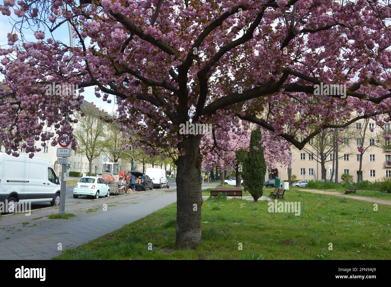 May 2021 - Cherry blossoms at Grazer Platz in Berlin, Germany Stock ...