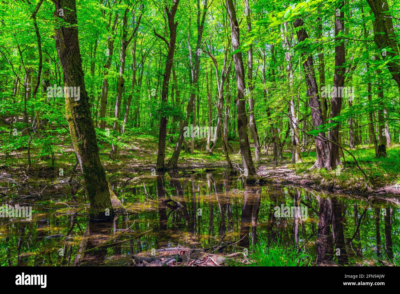 Small swamp in a green forest Stock Photo - Alamy