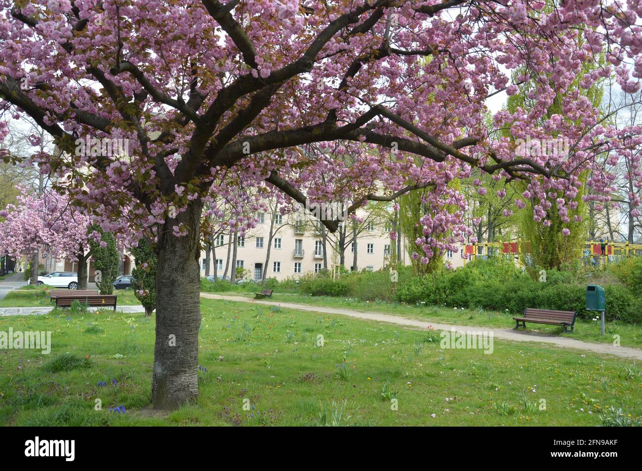 May 2021 - Cherry blossoms at Grazer Platz in Berlin, Germany Stock ...