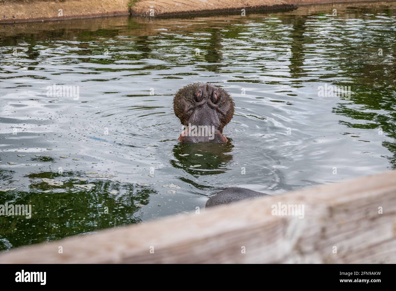 Large animal enclosure zoo hi-res stock photography and images - Alamy
