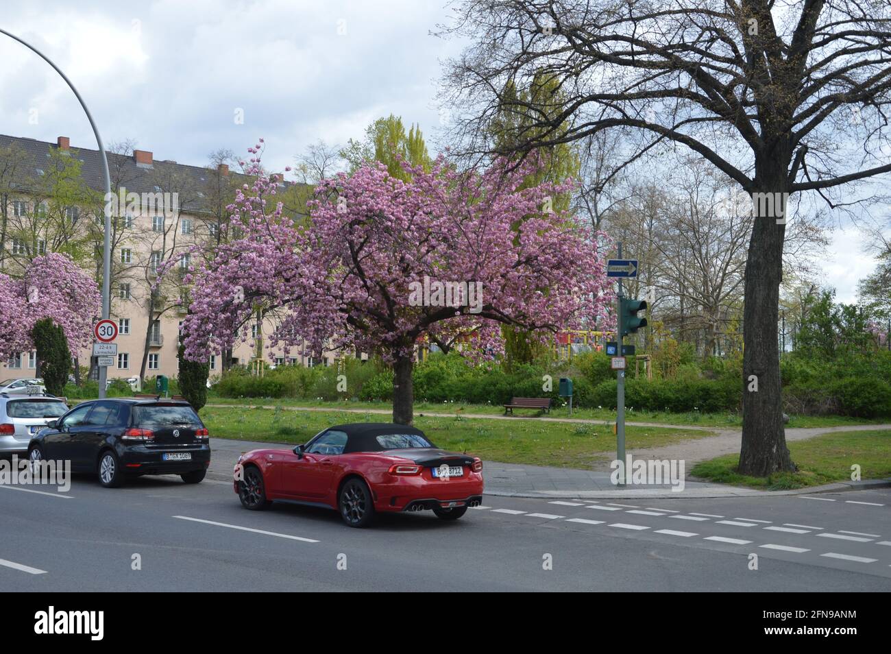 May 2021 - Cherry blossoms at Grazer Platz in Berlin, Germany Stock ...