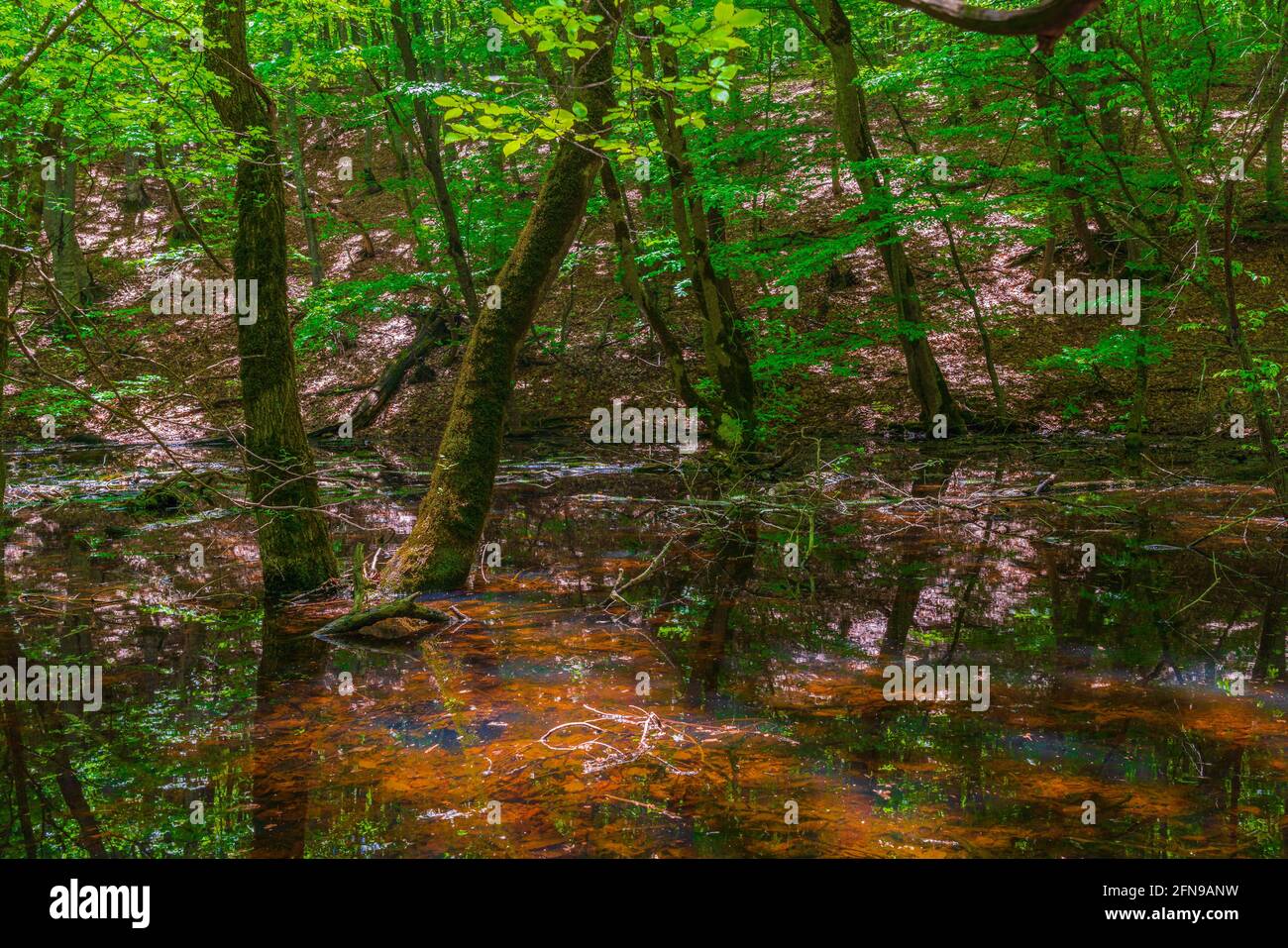 Small lake overgrown swampy hi-res stock photography and images - Alamy