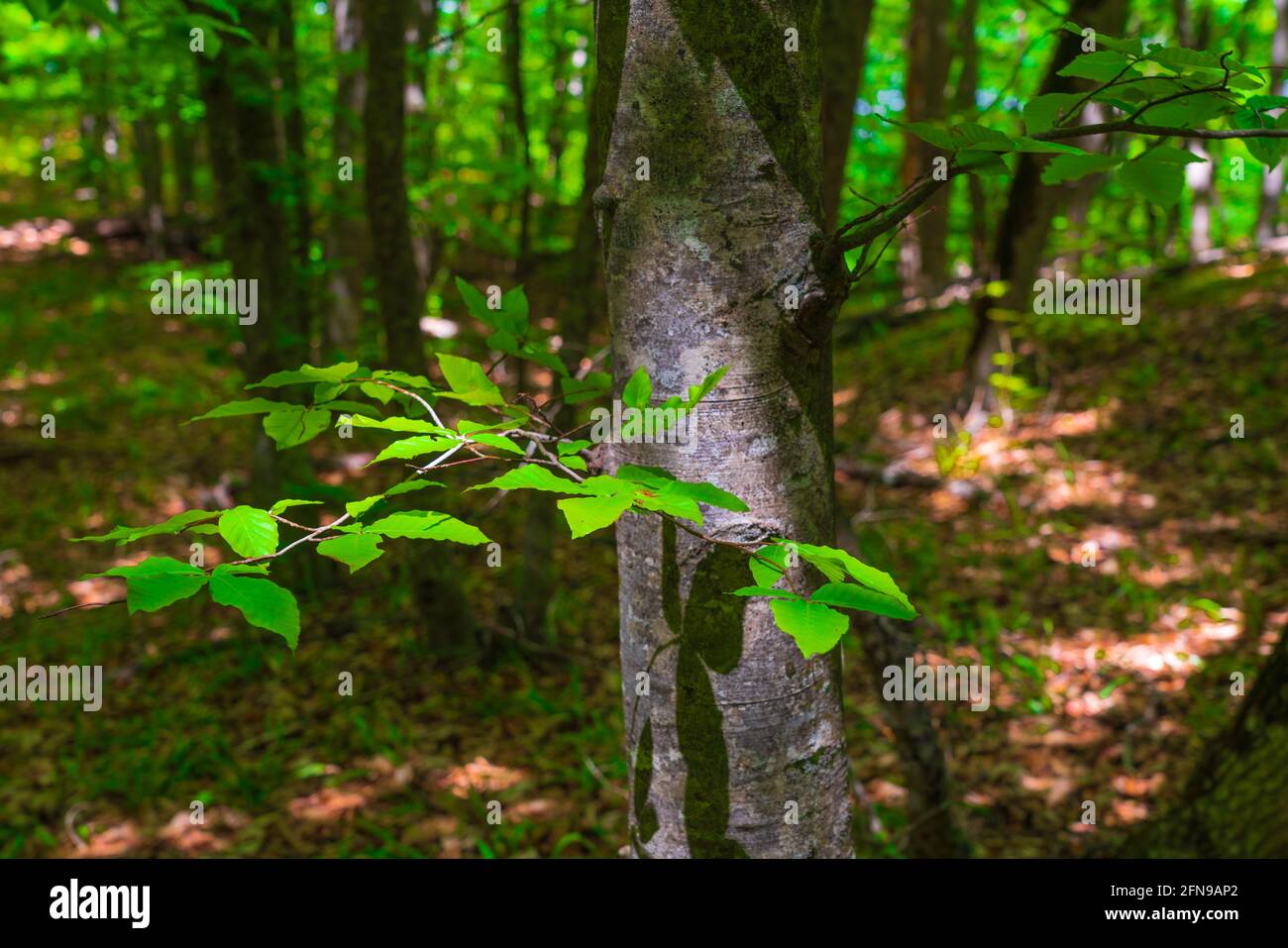 Beautiful beauty beech branch bright closeup hi-res stock photography ...