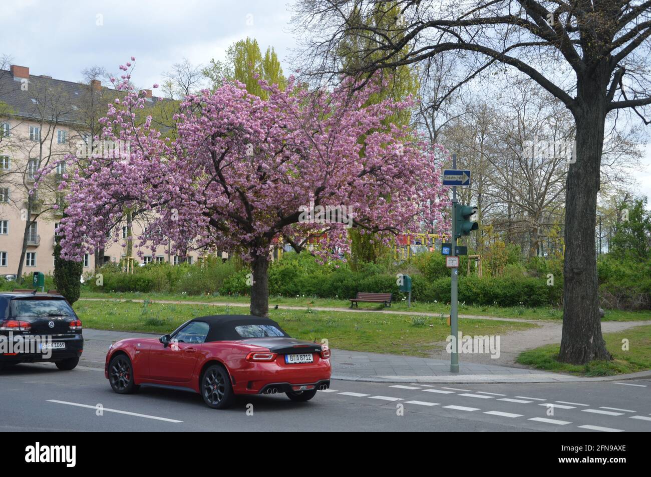 May 2021 - Cherry blossoms at Grazer Platz in Berlin, Germany Stock ...