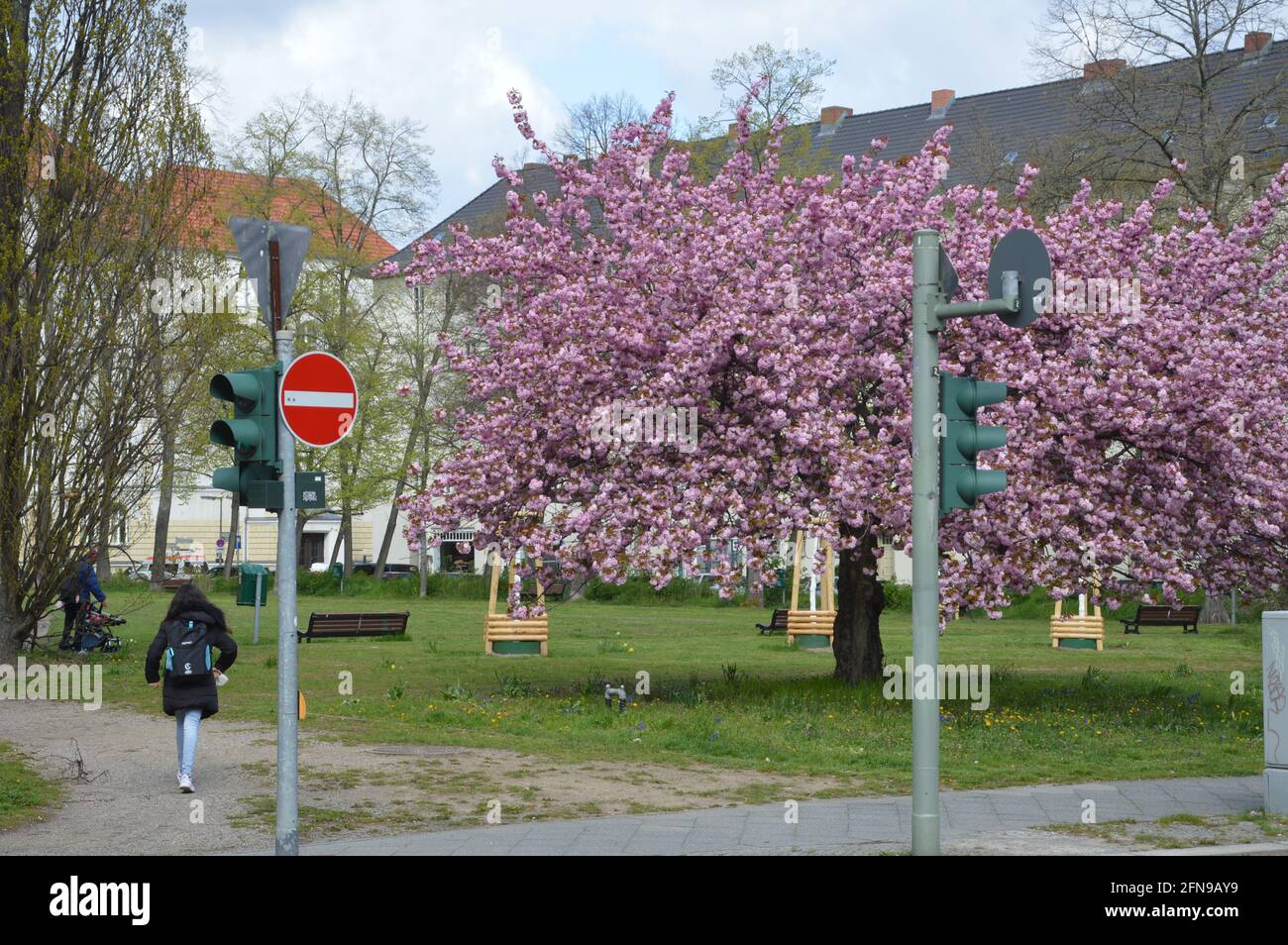 May 2021 - Cherry blossoms at Grazer Platz in Berlin, Germany Stock ...