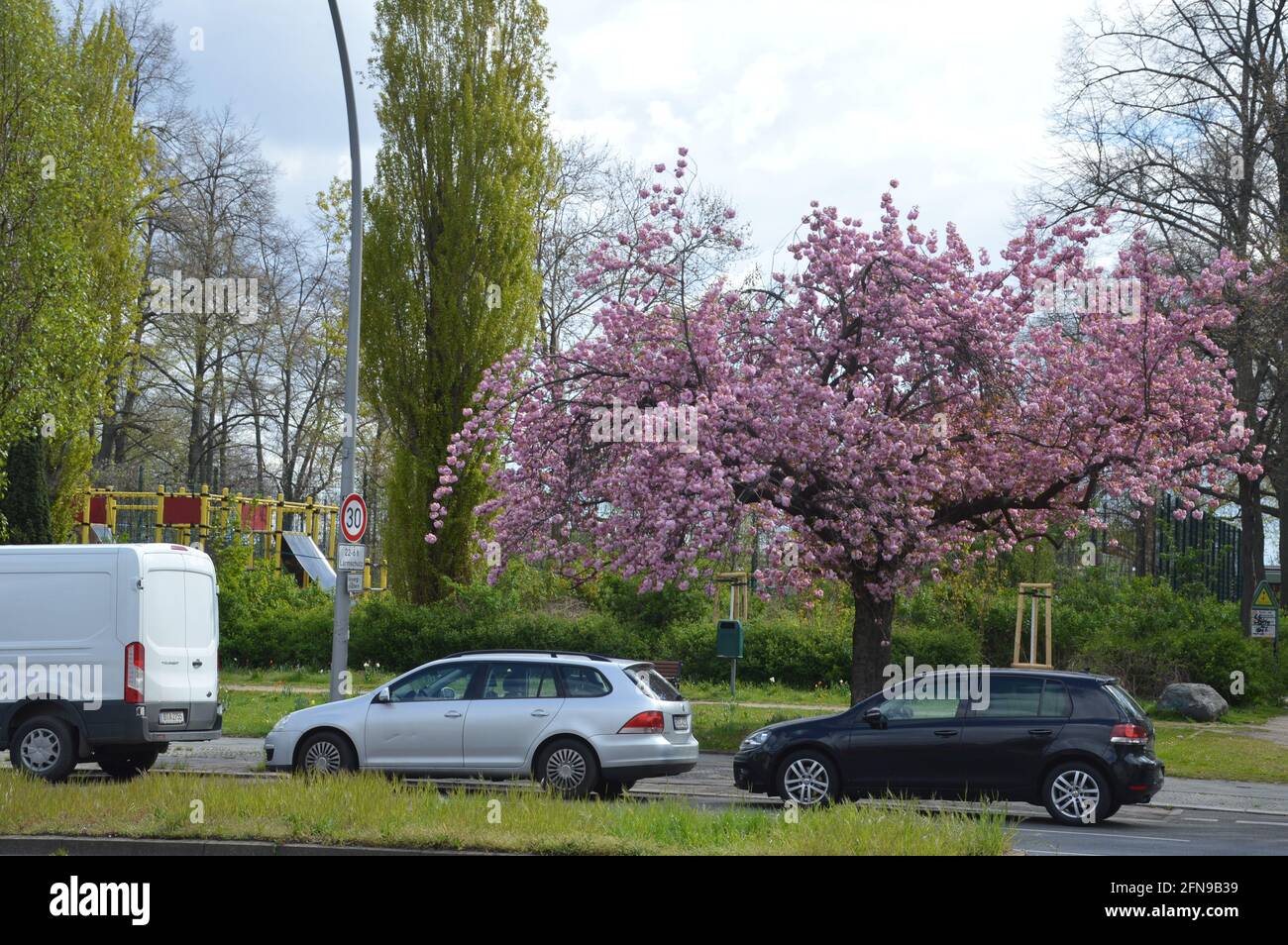 May 2021 - Cherry blossoms at Grazer Platz in Berlin, Germany Stock ...