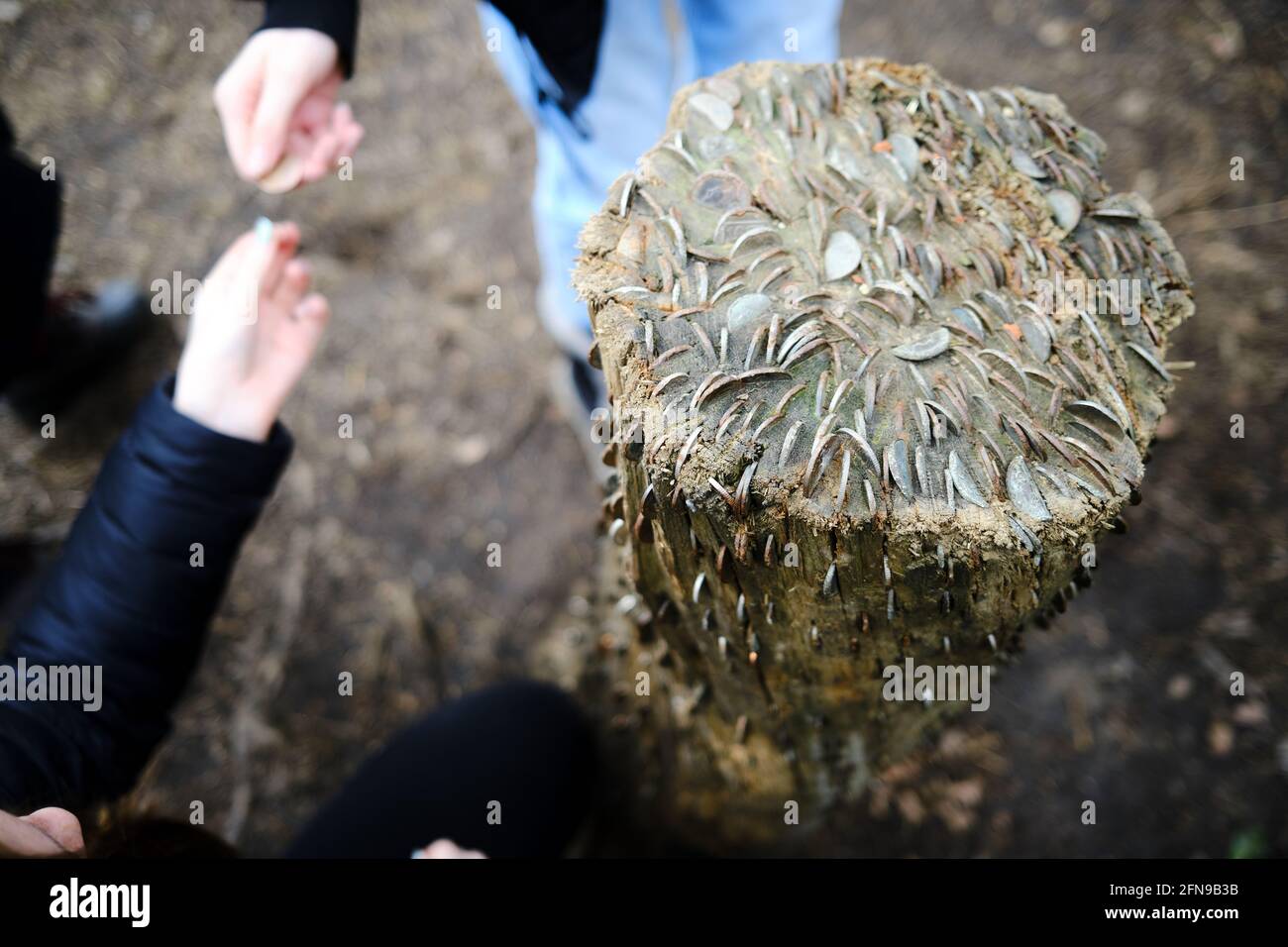 Two people, teenage girls, place a coin in a tree stump whilst making a ...