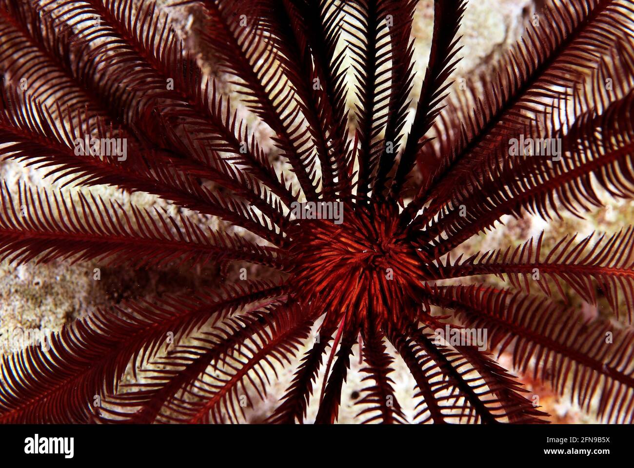 Red and black crinoid at maravaghi bay hi-res stock photography and ...