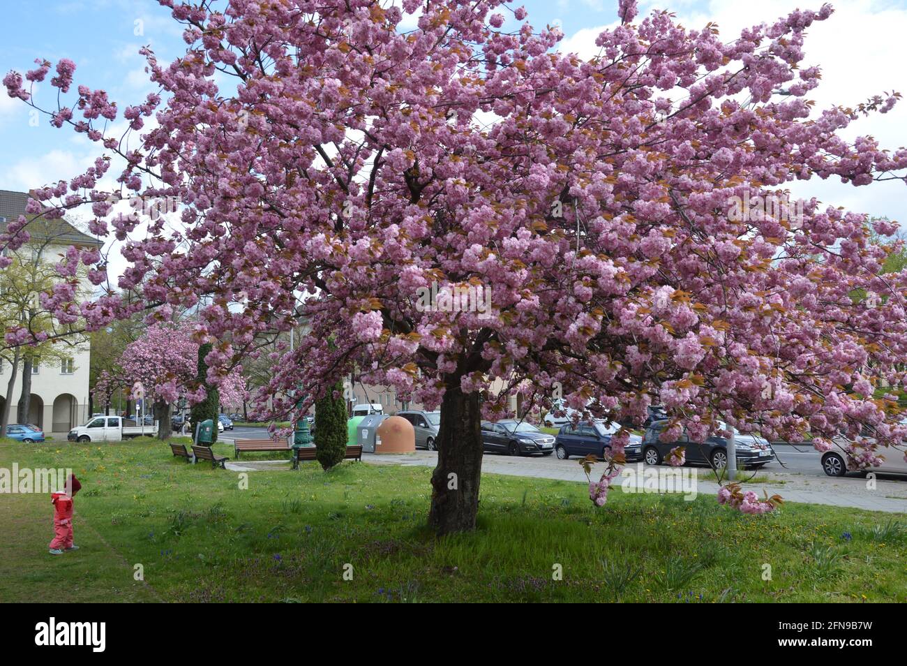 May 2021 - Cherry blossoms at Grazer Platz in Berlin, Germany Stock ...