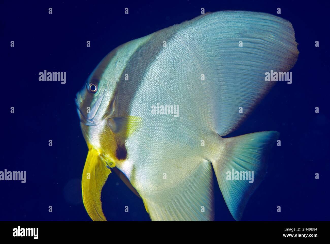 Longfin Spadefish High Resolution Stock Photography and Images - Alamy