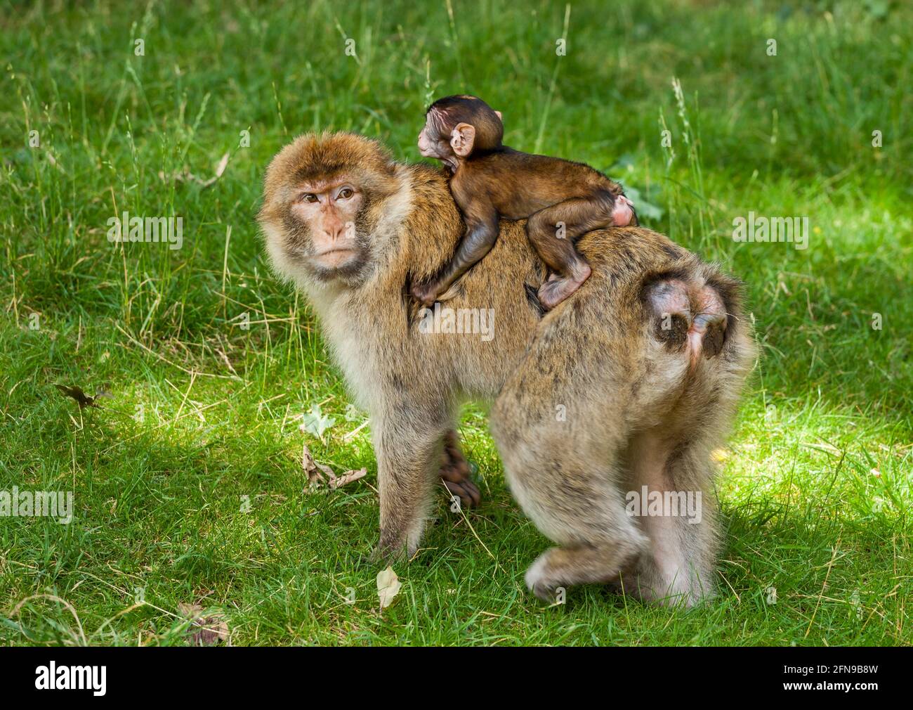 Barbary Macaque Monkey's Stock Photo - Alamy
