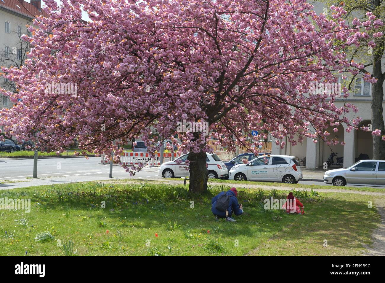 May 2021 - Cherry blossoms at Grazer Platz in Berlin, Germany Stock ...