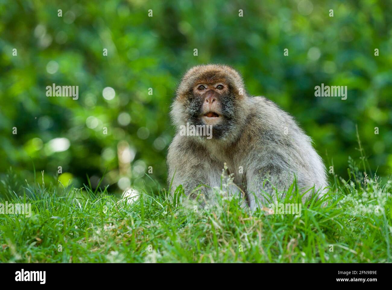 Barbary Macaque Monkey's Stock Photo - Alamy