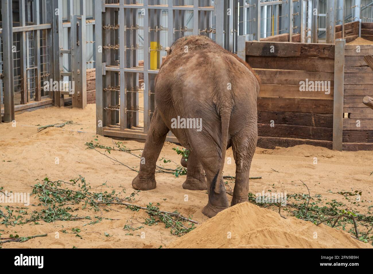 Elephants in their zoo enclosure Stock Photo - Alamy