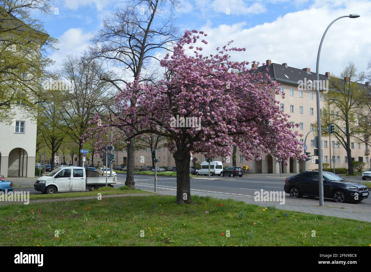 May 2021 - Cherry blossoms at Grazer Platz in Berlin, Germany Stock ...