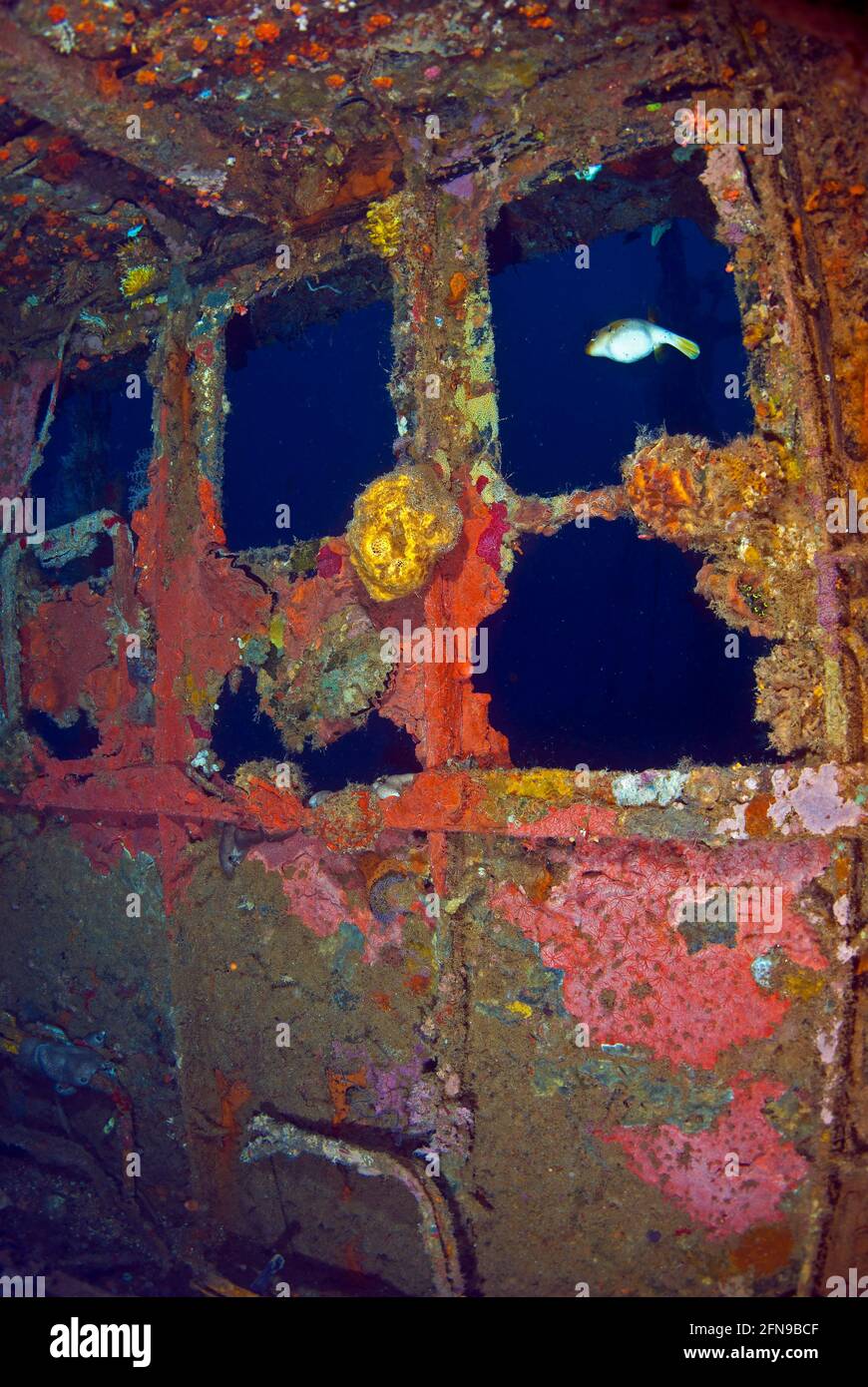 Mbike Wreck, marine growth covered windows in wheelhouse, Solomon ...