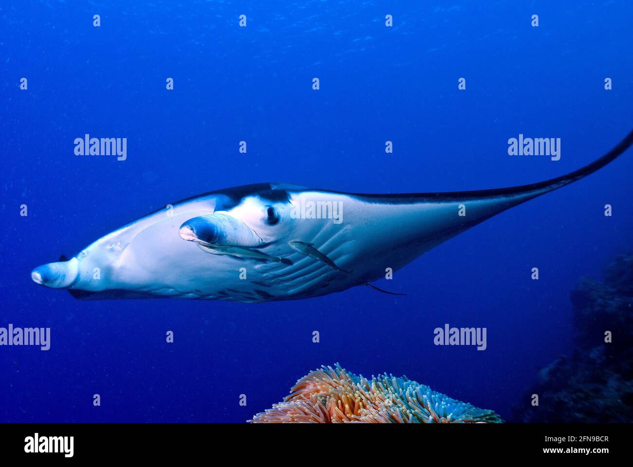 Large manta ray, at Devil's Highway, Solomon Islands Stock Photo - Alamy